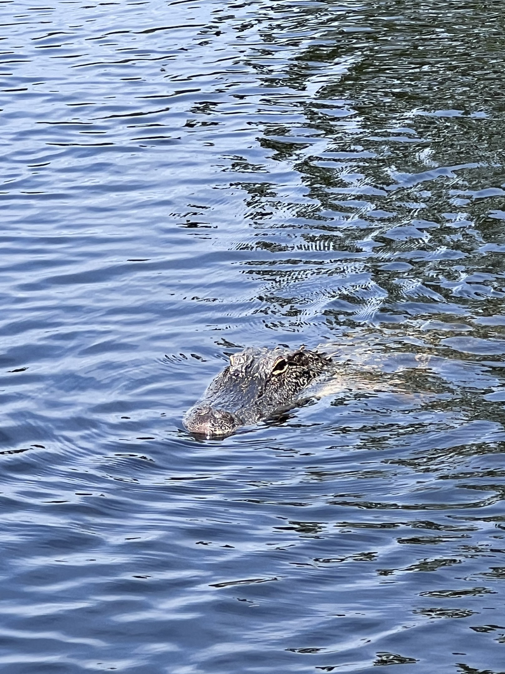 Gail’s Tesla Podcast on 𝕏 Episode No. 69: FSD to an Alligator Swamp Tour
